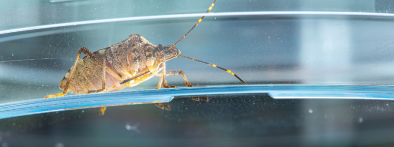 Insect Incubators Seattle, WA | Drosophila Rearing Chambers Near ...