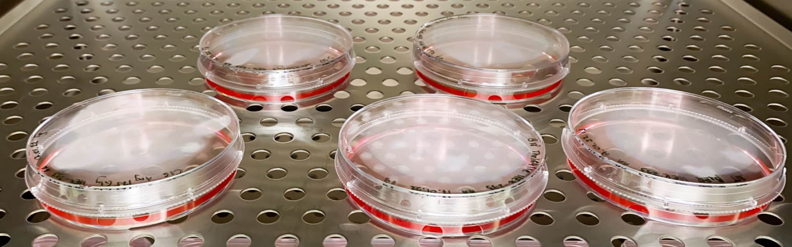 Low Temperature Biological Incubator | Reach-In Environmental Chambers ...